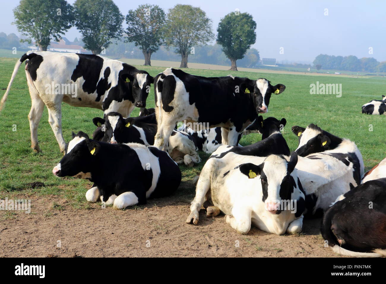 Holland cows hi-res stock photography and images - Alamy