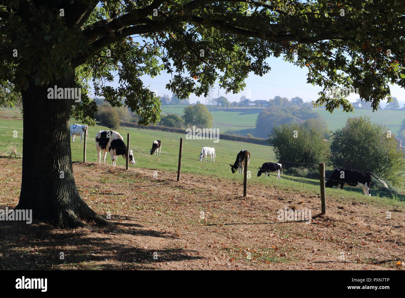 beautiful landscape in the Netherlands, state Limburg Stock Photo - Alamy