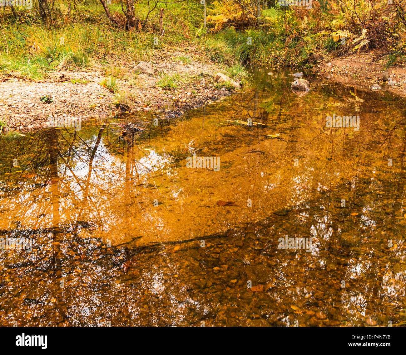 Reflections of trees in a brackish pool, Perth and Kinross, Scotland ...