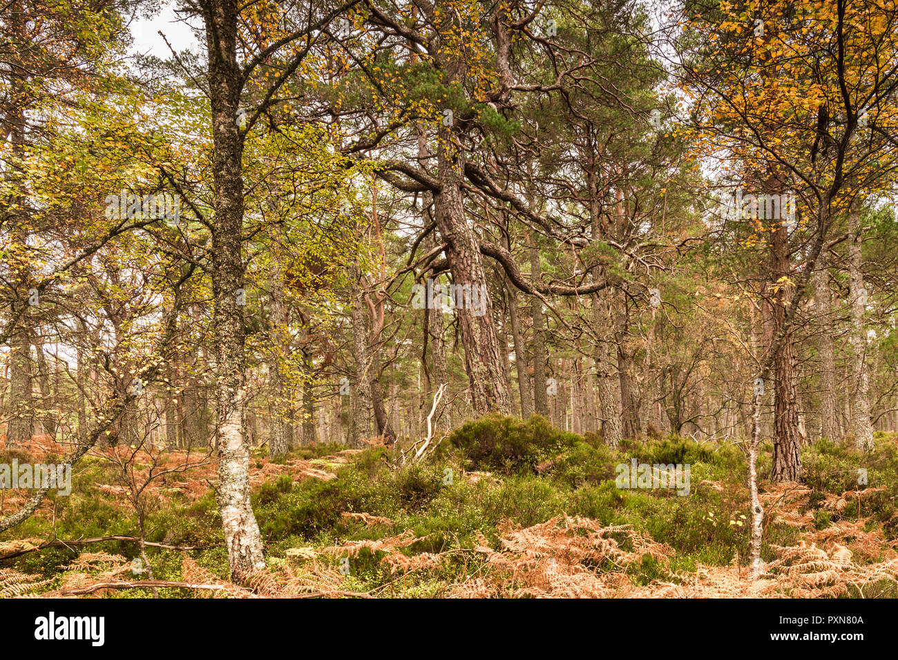 Caledonian Forest Scotland Birch Stock Photos & Caledonian Forest ...