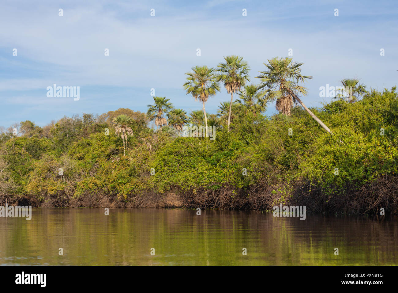 Palm trees tropical forest hi-res stock photography and images - Alamy