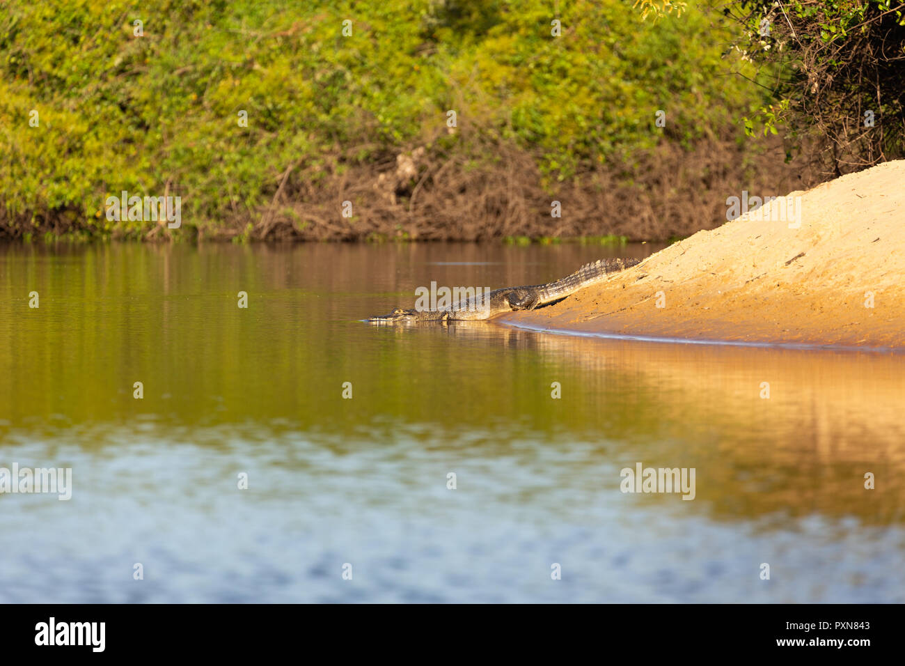 caiman basking on the river bank in the sun Stock Photo - Alamy