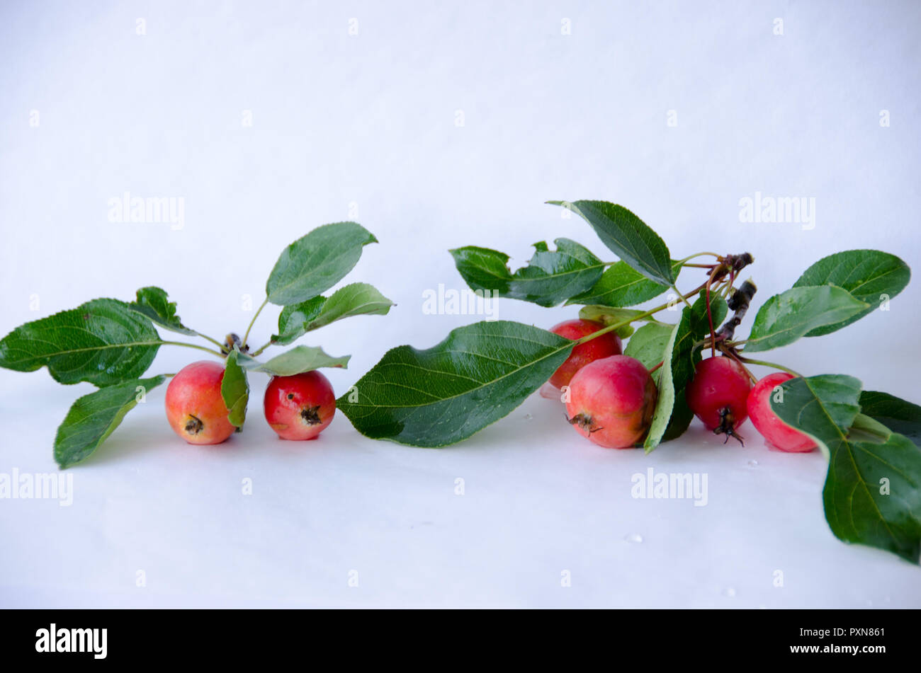 Rosacea tree hi-res stock photography and images - Alamy