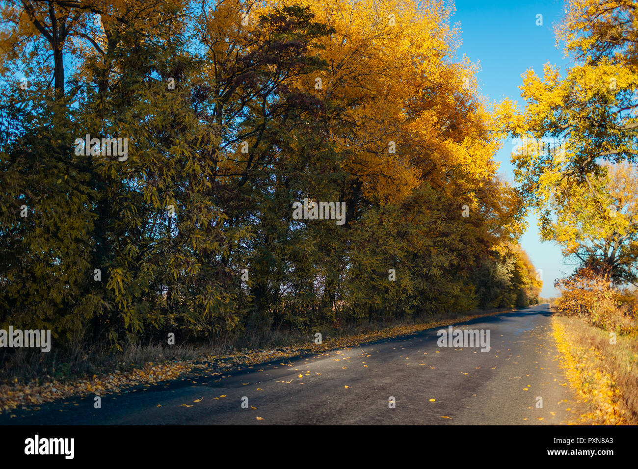 Beautiful yellow field in autumn hi-res stock photography and images ...