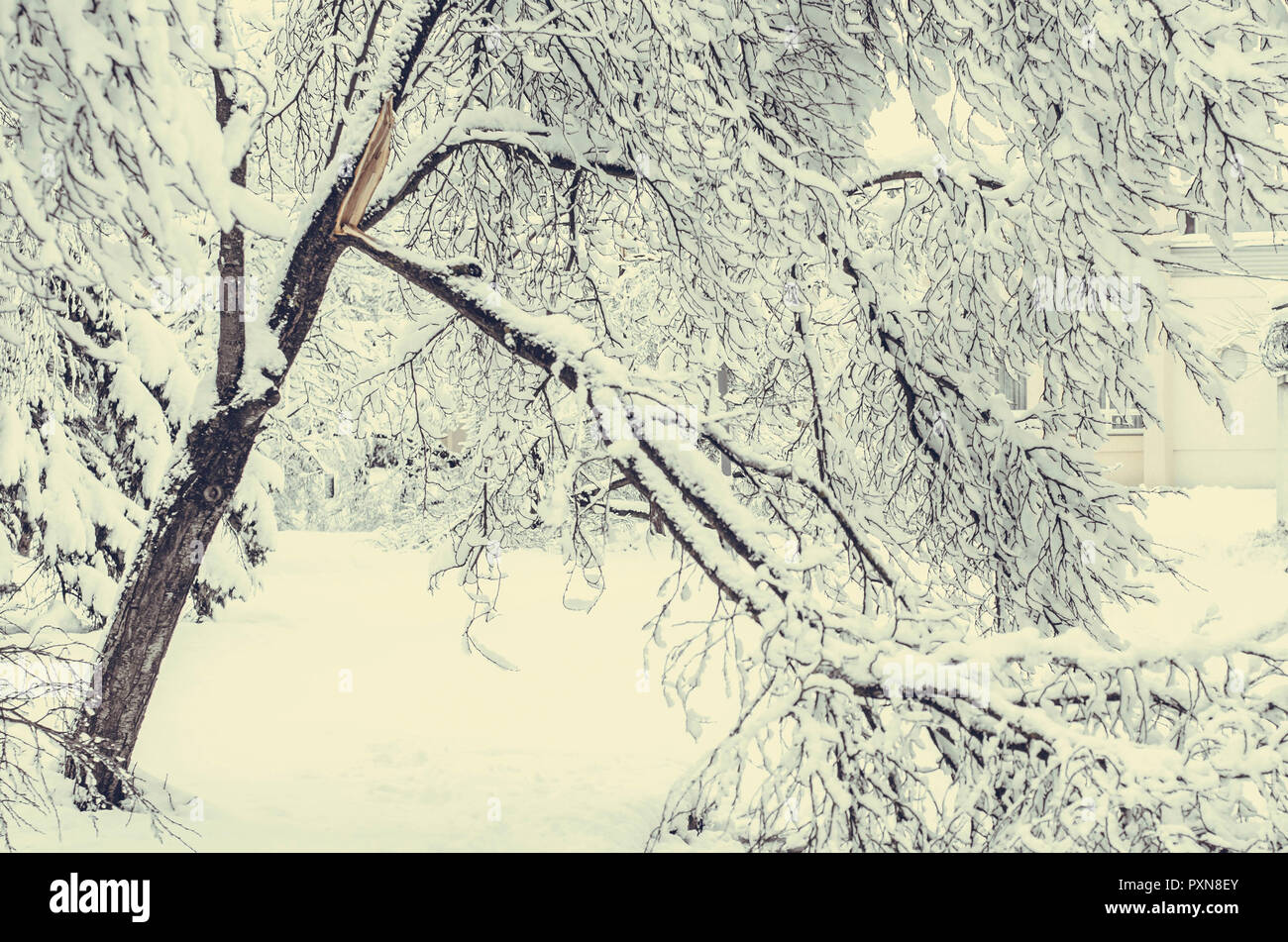 Winter view on fallen trees under snow. Dangerous trees under heavy ...