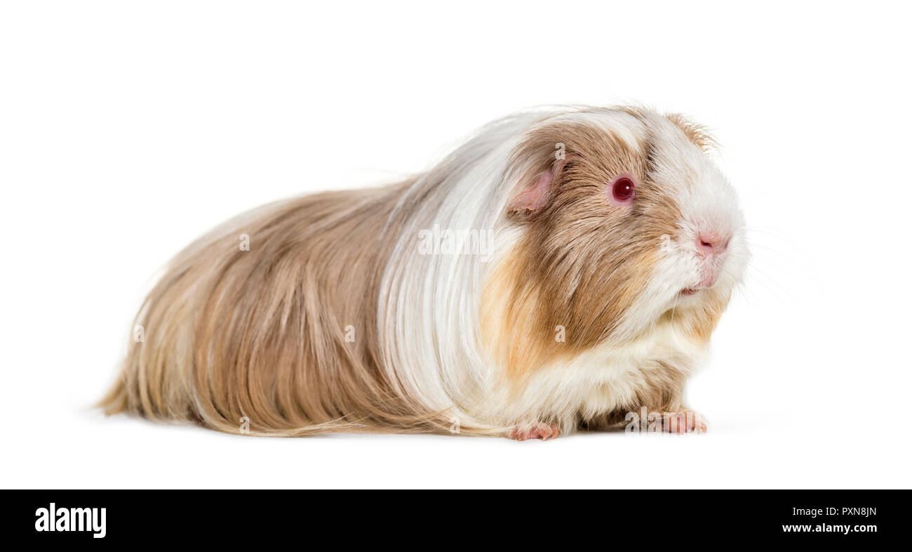 Coronet cavy, Guinea pig against white background Stock Photo - Alamy