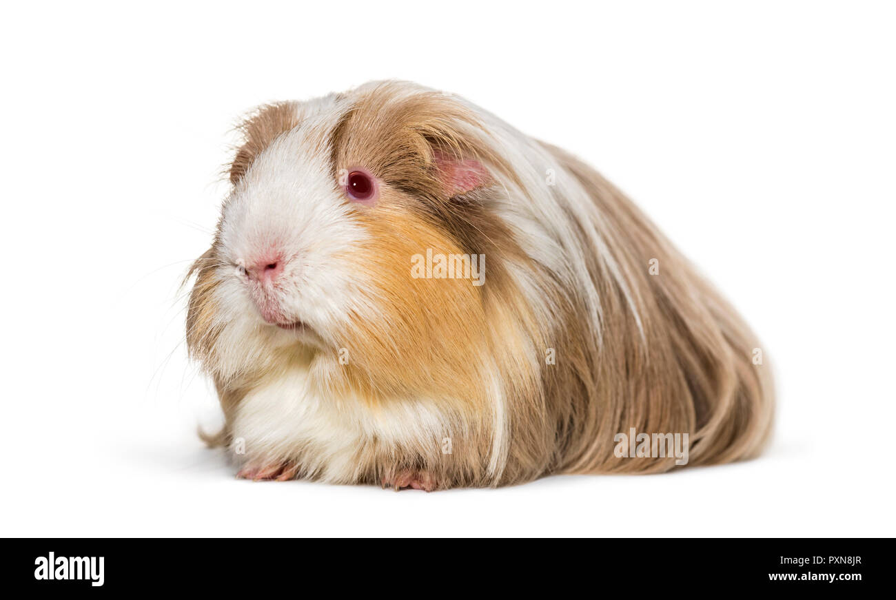 Coronet cavy, Guinea pig against white background Stock Photo - Alamy
