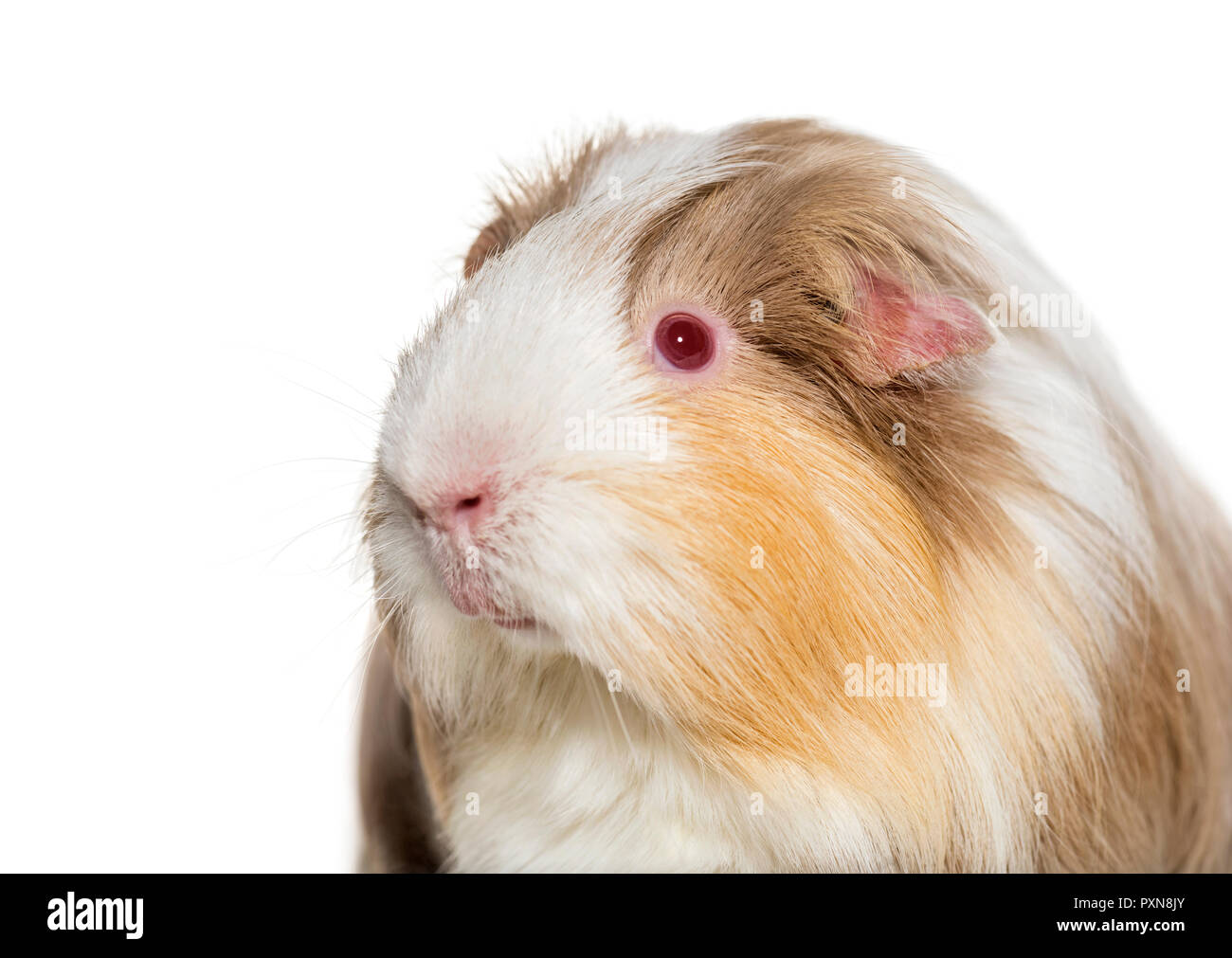 Coronet cavy, Guinea pig against white background Stock Photo - Alamy