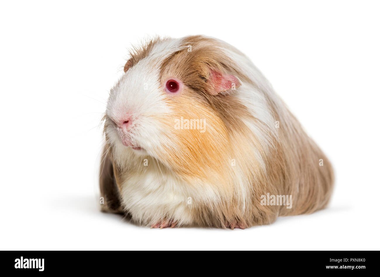 Coronet cavy, Guinea pig against white background Stock Photo - Alamy