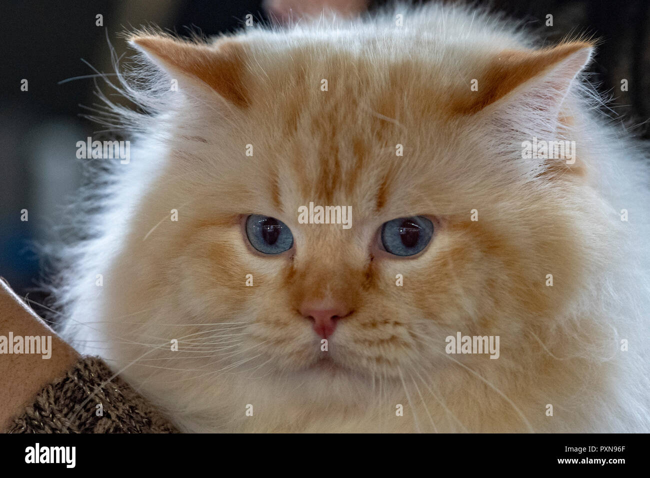 Birman Sacred Cat of Burma portrait looking at you Stock Photo - Alamy
