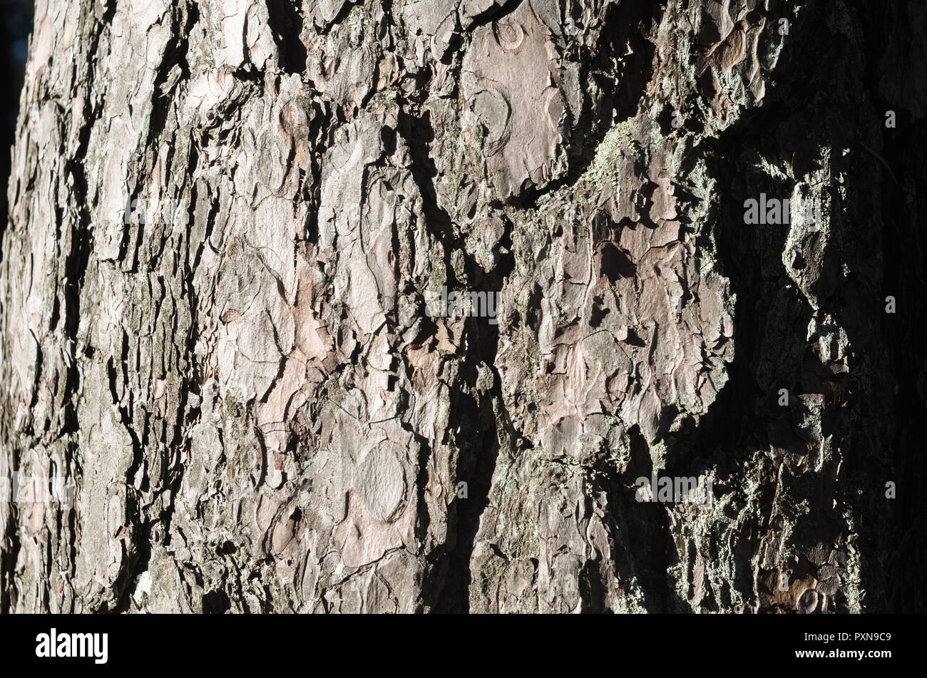 Pine tree bark texture Stock Photo - Alamy