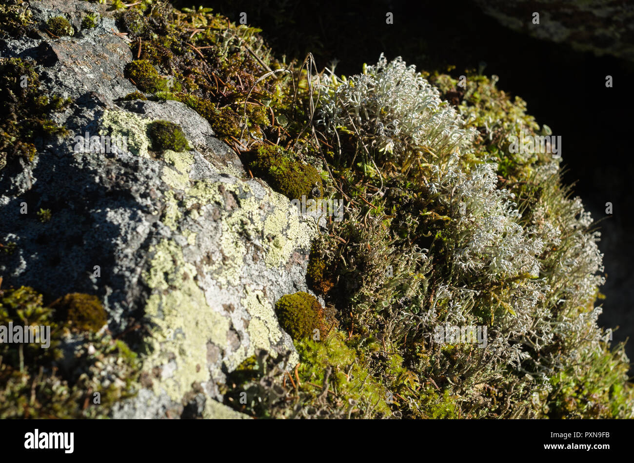 Small clumps of moss and lichens on rocks Stock Photo - Alamy