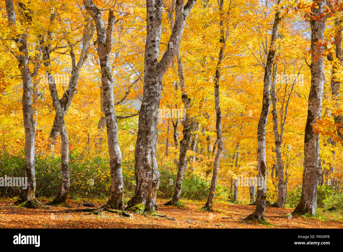 Gunma Prefecture, Japan Stock Photo - Alamy