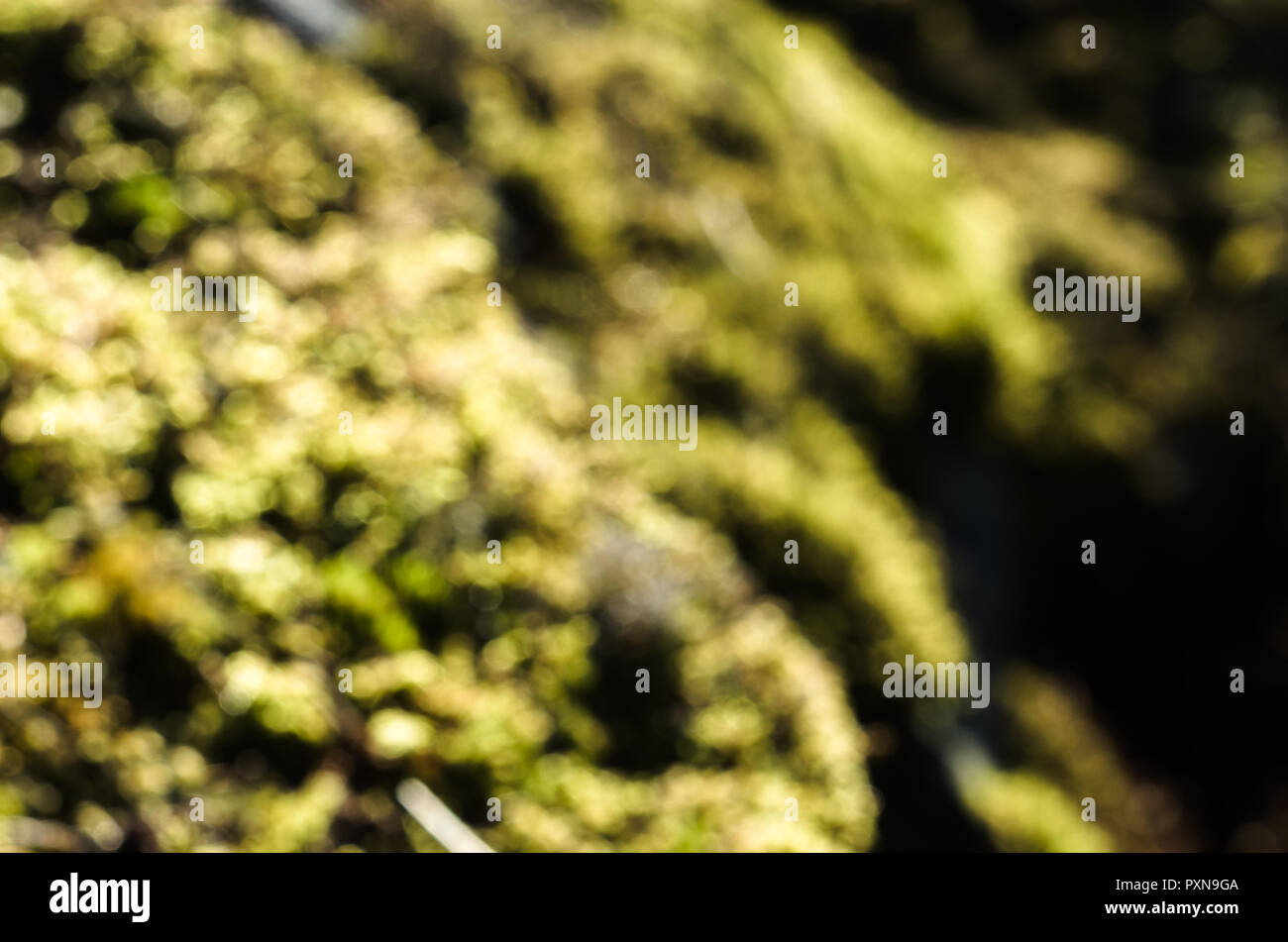 Small clumps of moss and lichens on rocks Stock Photo - Alamy