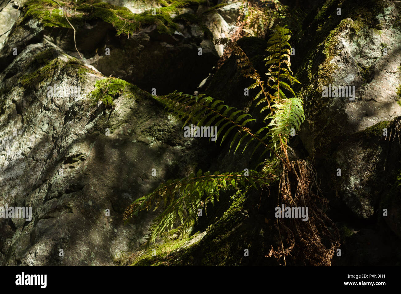 Ferns clump in shadow of autumn sun between rocks and stones Stock ...