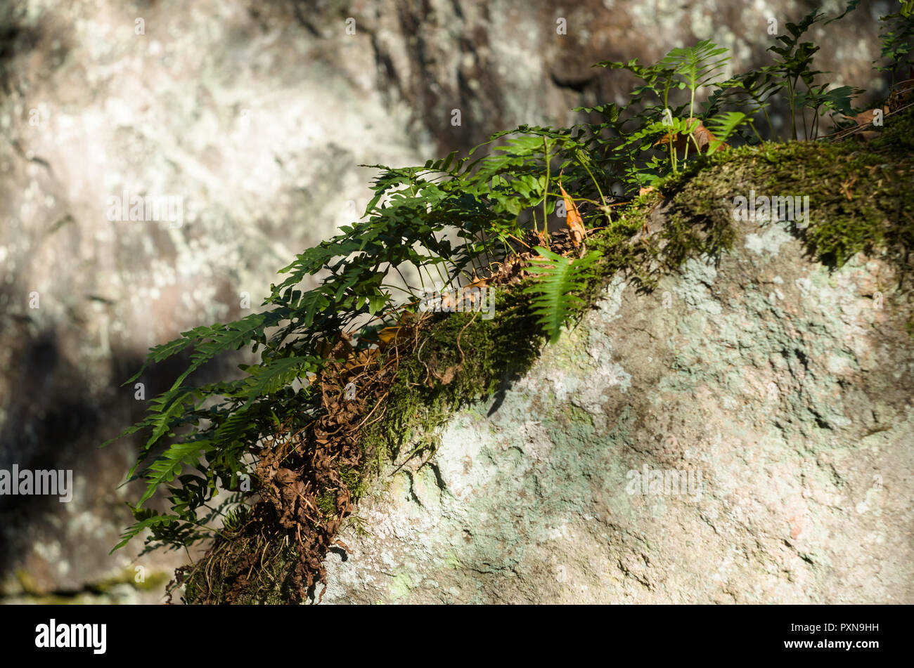 Field with autumn ferns hi-res stock photography and images - Alamy