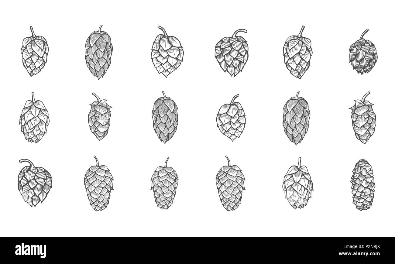 Hand drawn set illustration of hops. Isolated on white background. Hand ...