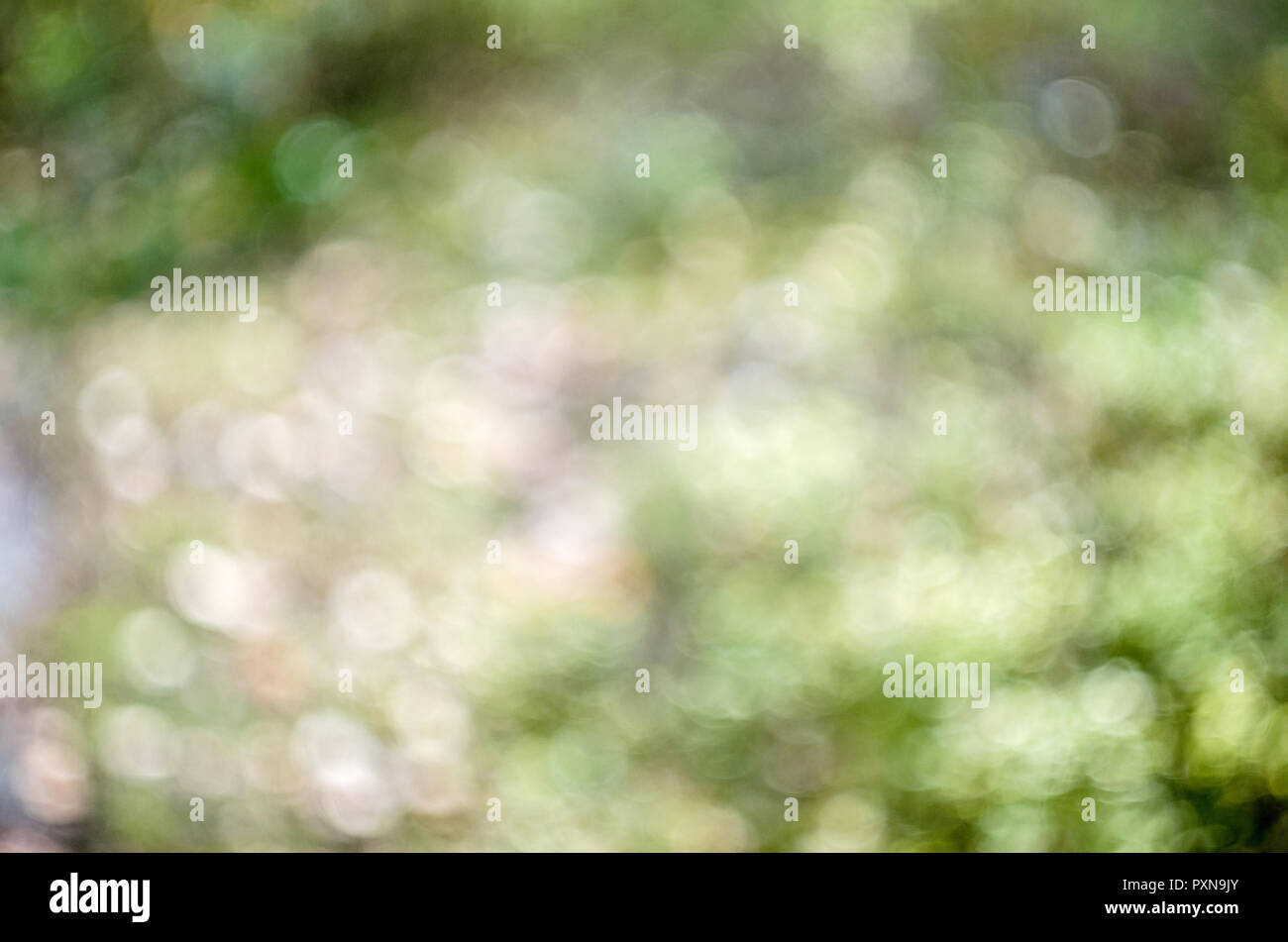 Focus in and out of leaves hi-res stock photography and images - Alamy