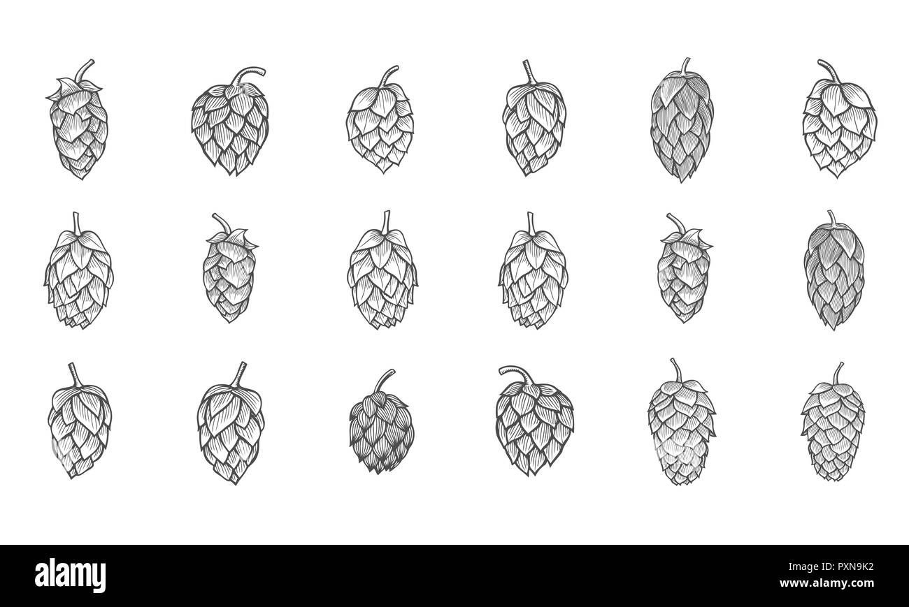 Beer hop illustration in engraving style isolated on white background ...