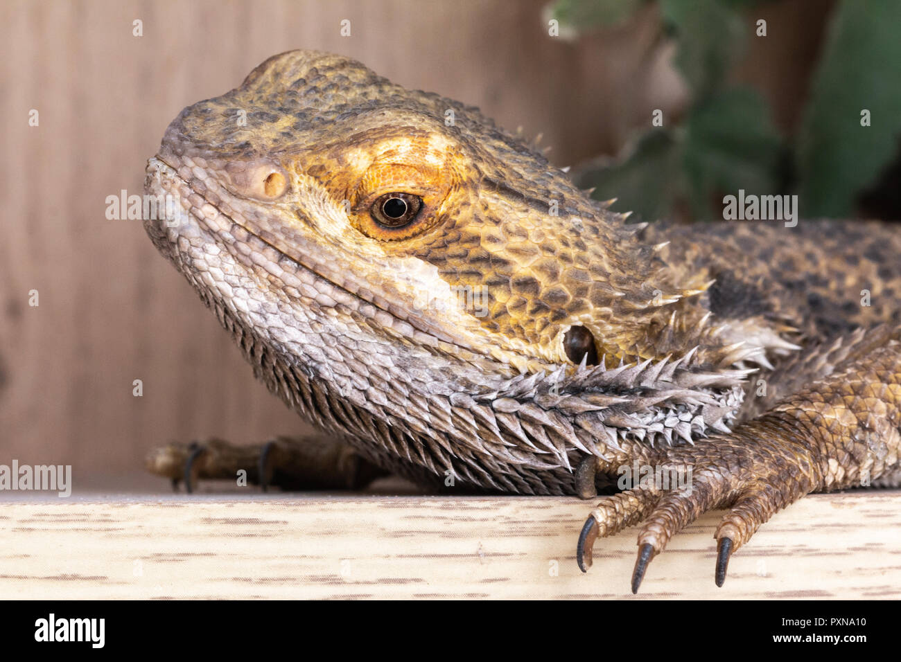 Chin dragon hi-res stock photography and images - Alamy
