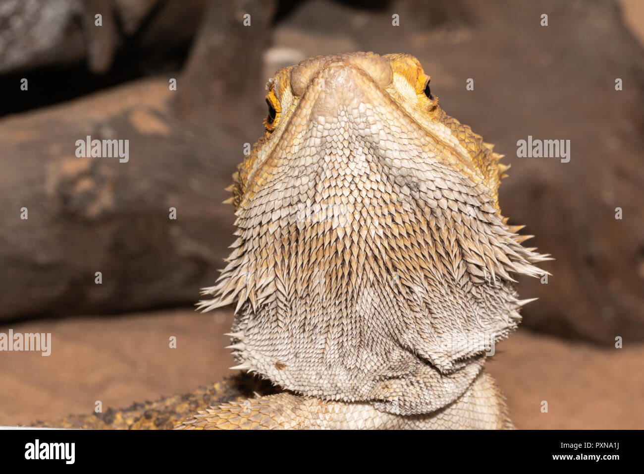 Bearded Dragon head showing the underside of head Stock Photo - Alamy