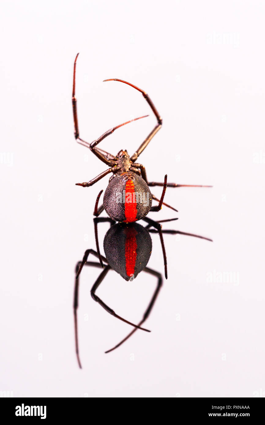 Angry Australian Female Redback Spider on its back Stock Photo - Alamy