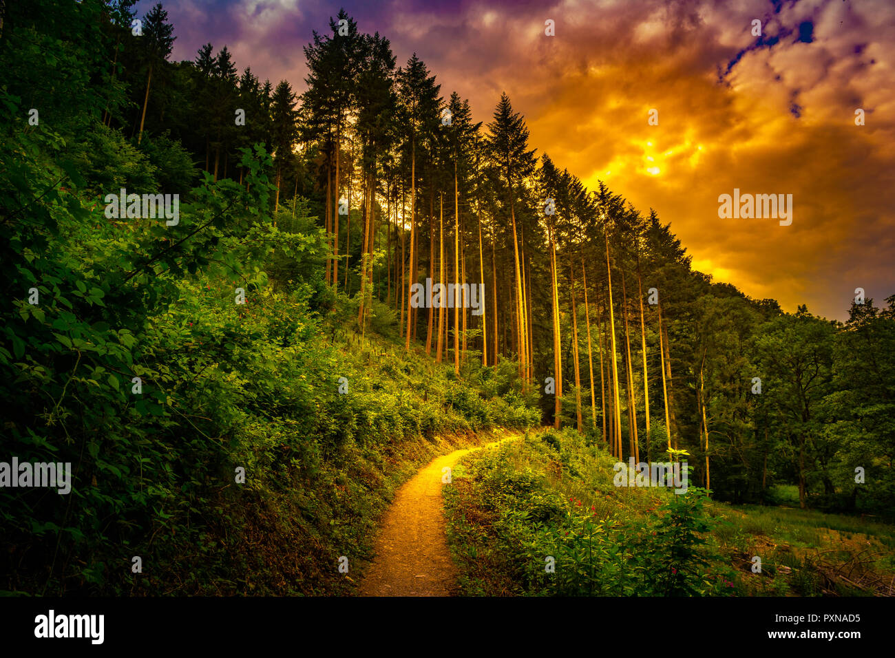 Hiking path and sunset in beautiful woods panoramic view, inspirational ...
