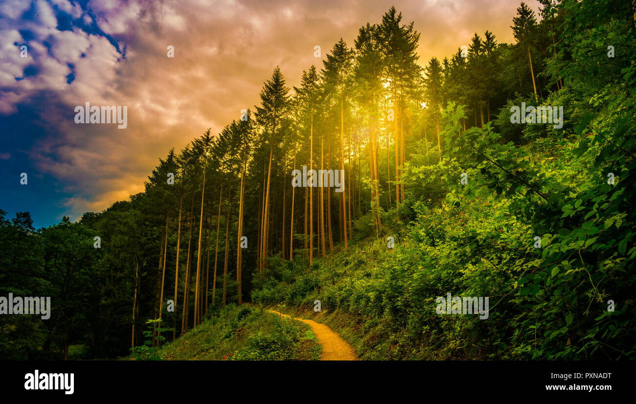 Hiking path and sunset in beautiful woods panoramic view, inspirational ...