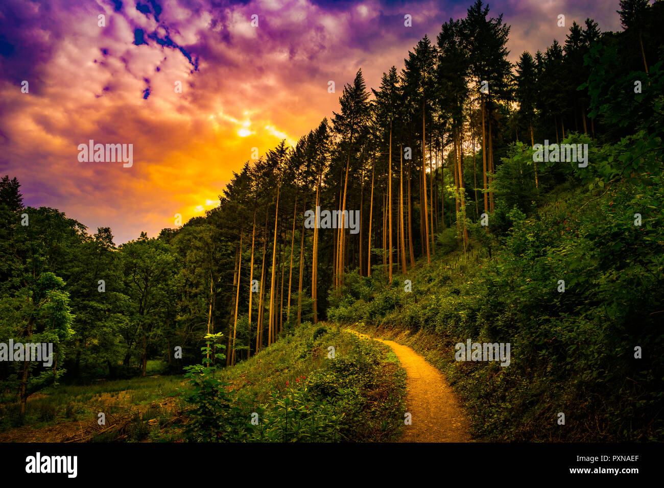 Hiking path and sunset in beautiful woods panoramic view, inspirational ...
