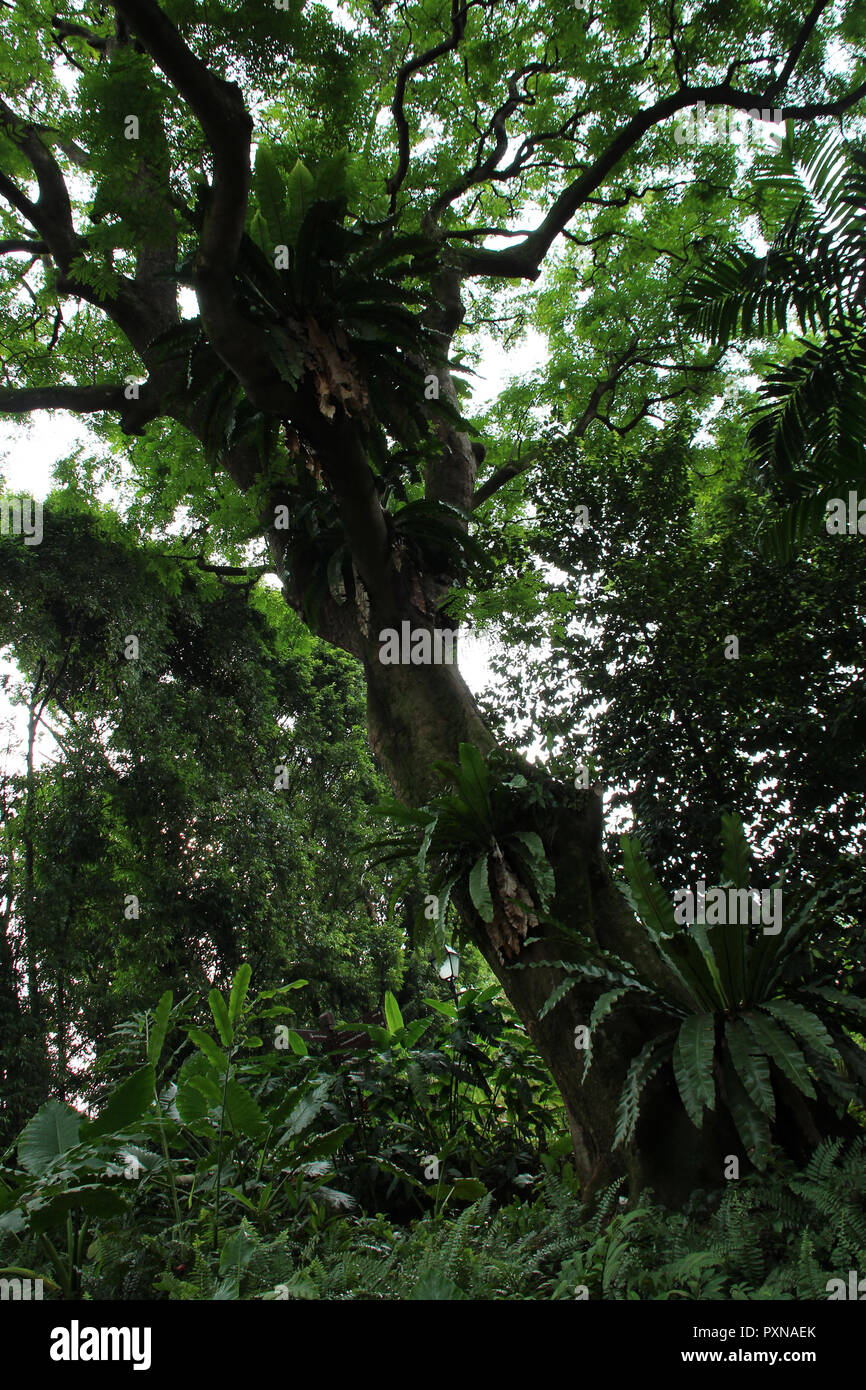 The Fort Canning park in Singapore Stock Photo - Alamy