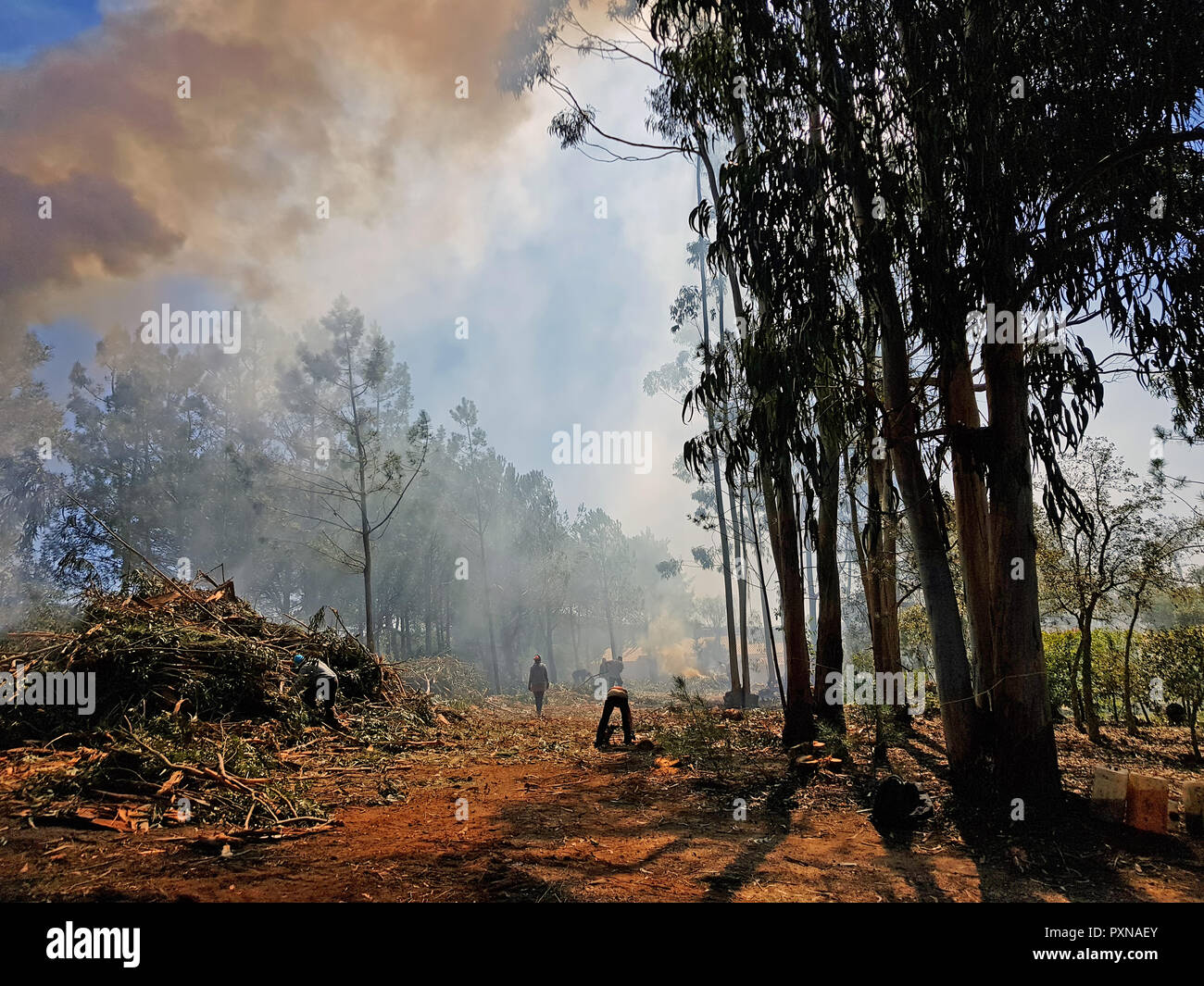 Portugal forest fires hi-res stock photography and images - Alamy