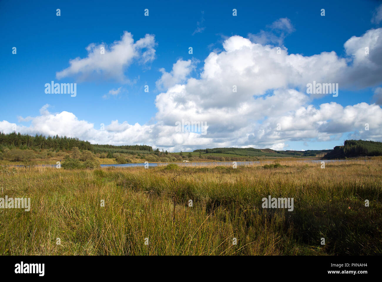 Scenic view on Meenameen lake in Lough Navar Forest in Co. Fermanagh ...