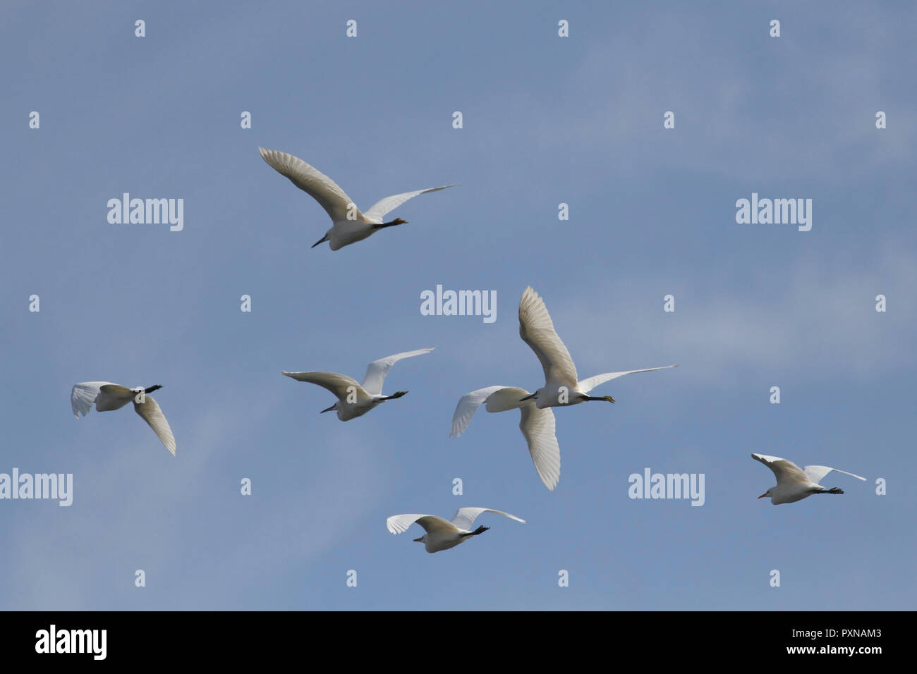 Flock of cattle egret in flight, north of Portugal Stock Photo - Alamy