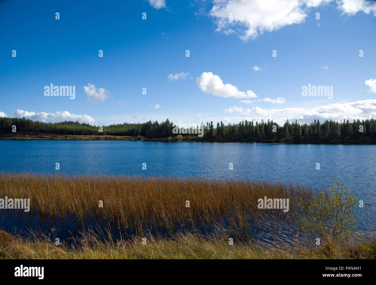 Scenic view on Meenameen lake in Lough Navar Forest in Co. Fermanagh ...