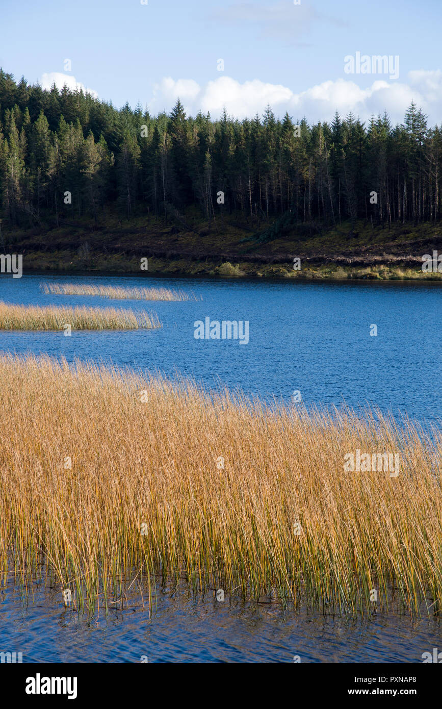 Scenic view on Meenameen lake in Lough Navar Forest in Co. Fermanagh ...