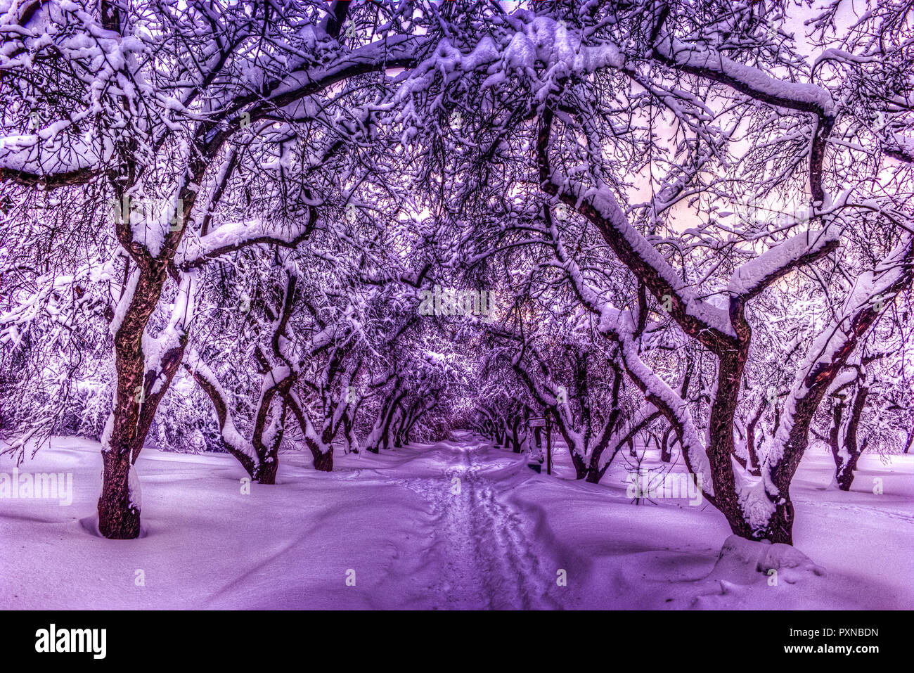 path through a forest with apple trees and mist Stock Photo - Alamy