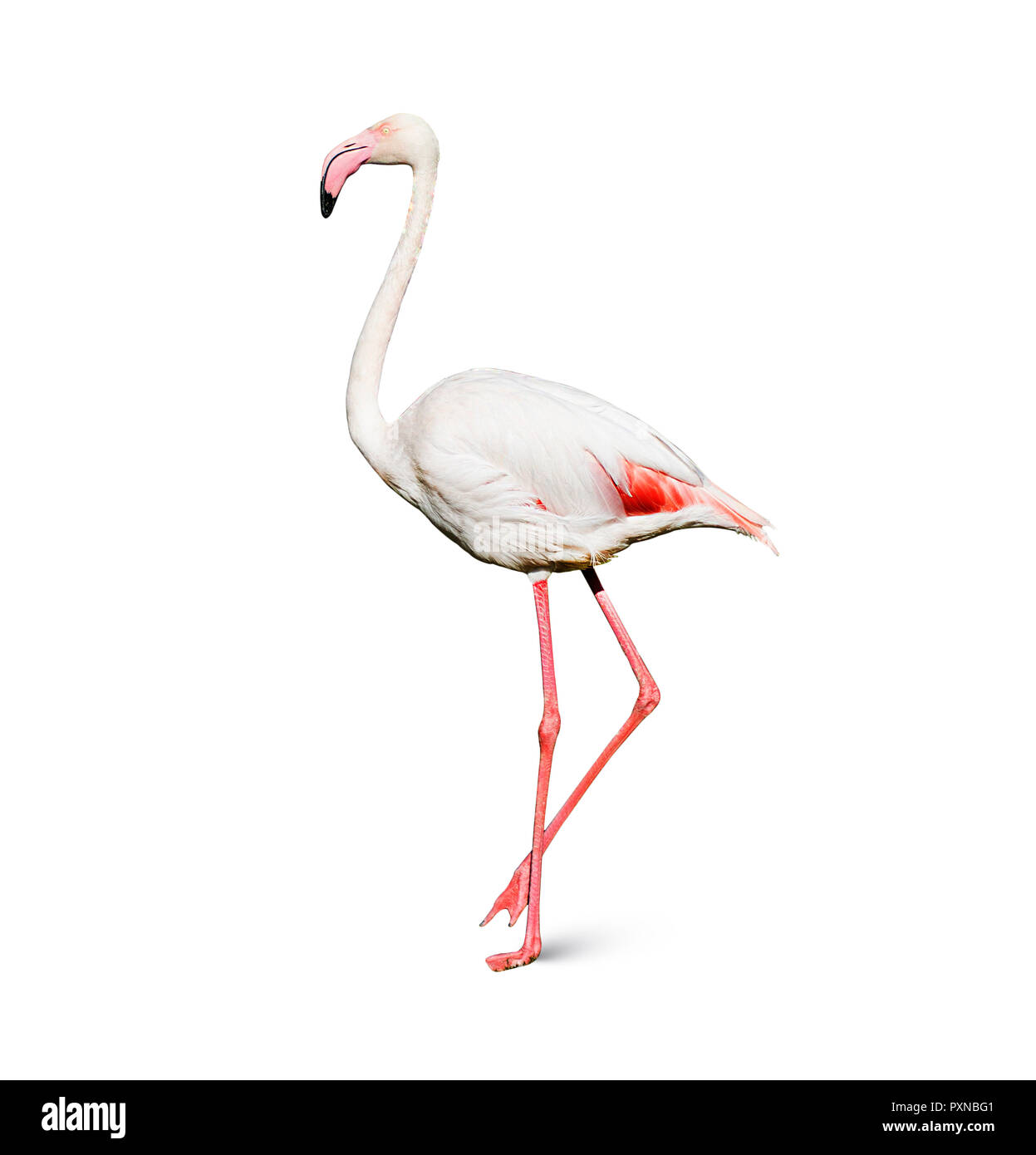 flamingo isolated on white background Stock Photo - Alamy