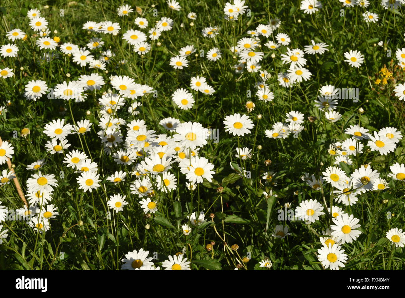 Wild plant garden hi-res stock photography and images - Alamy