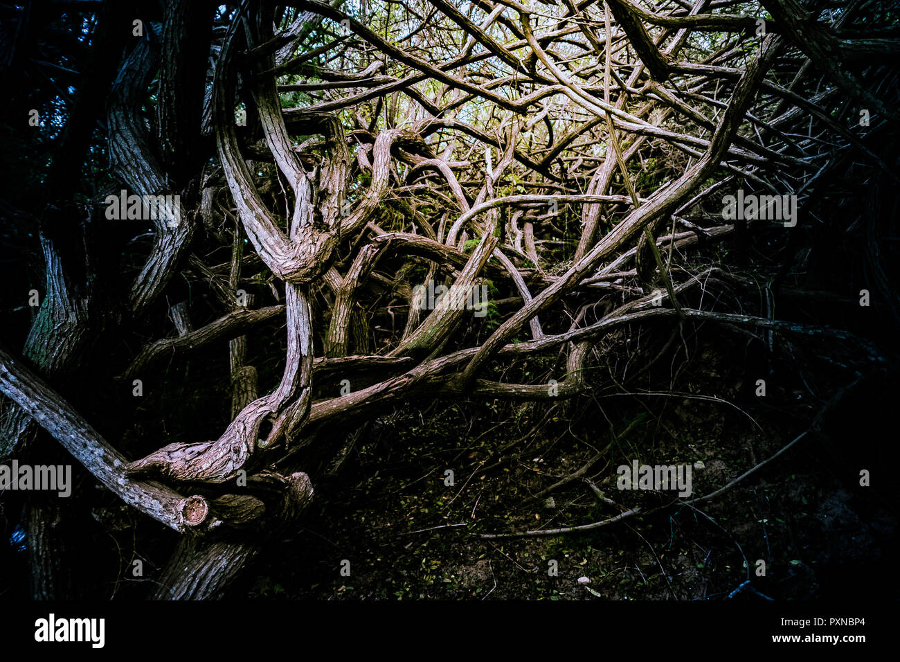 roots and branches of trees in deep forest Stock Photo - Alamy