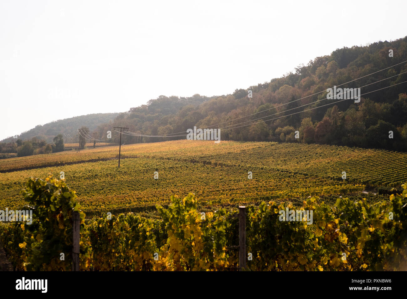 Deidesheim hi-res stock photography and images - Alamy