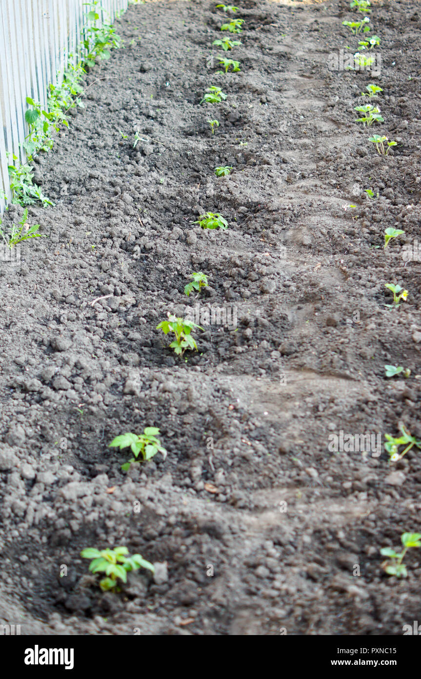 Raspberry seedlings planted in fresh ground and will give fruit for ...