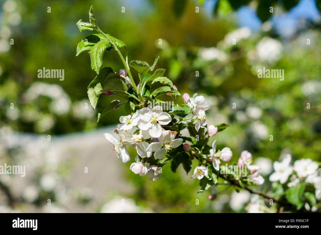 Seed bearing part of a plant hi-res stock photography and images - Alamy
