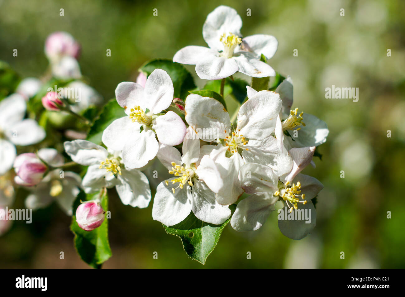 Seed bearing plant hi-res stock photography and images - Alamy