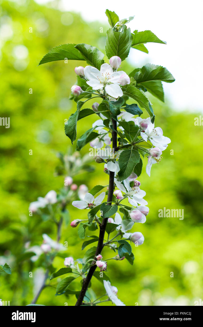 Apple trees flowers. the seed-bearing part of a plant, consisting of ...