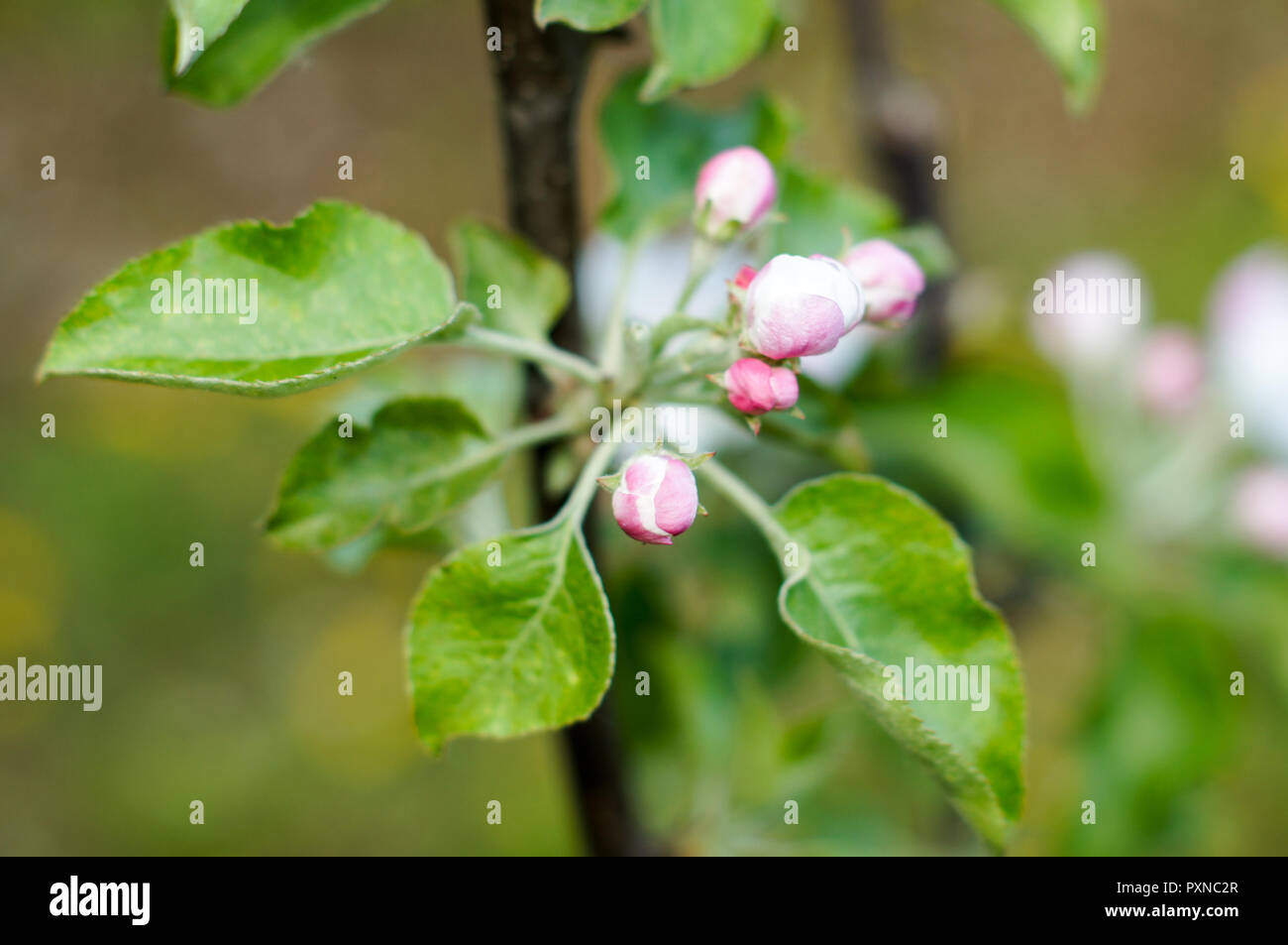 Blooming apple tree branch isolated on white background .For your ...