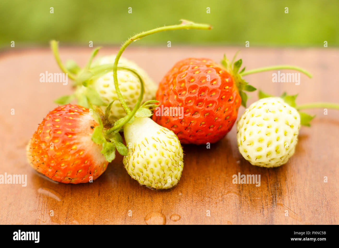 White and red strawberries lie in the sun. Delicious and sweet dessert ...