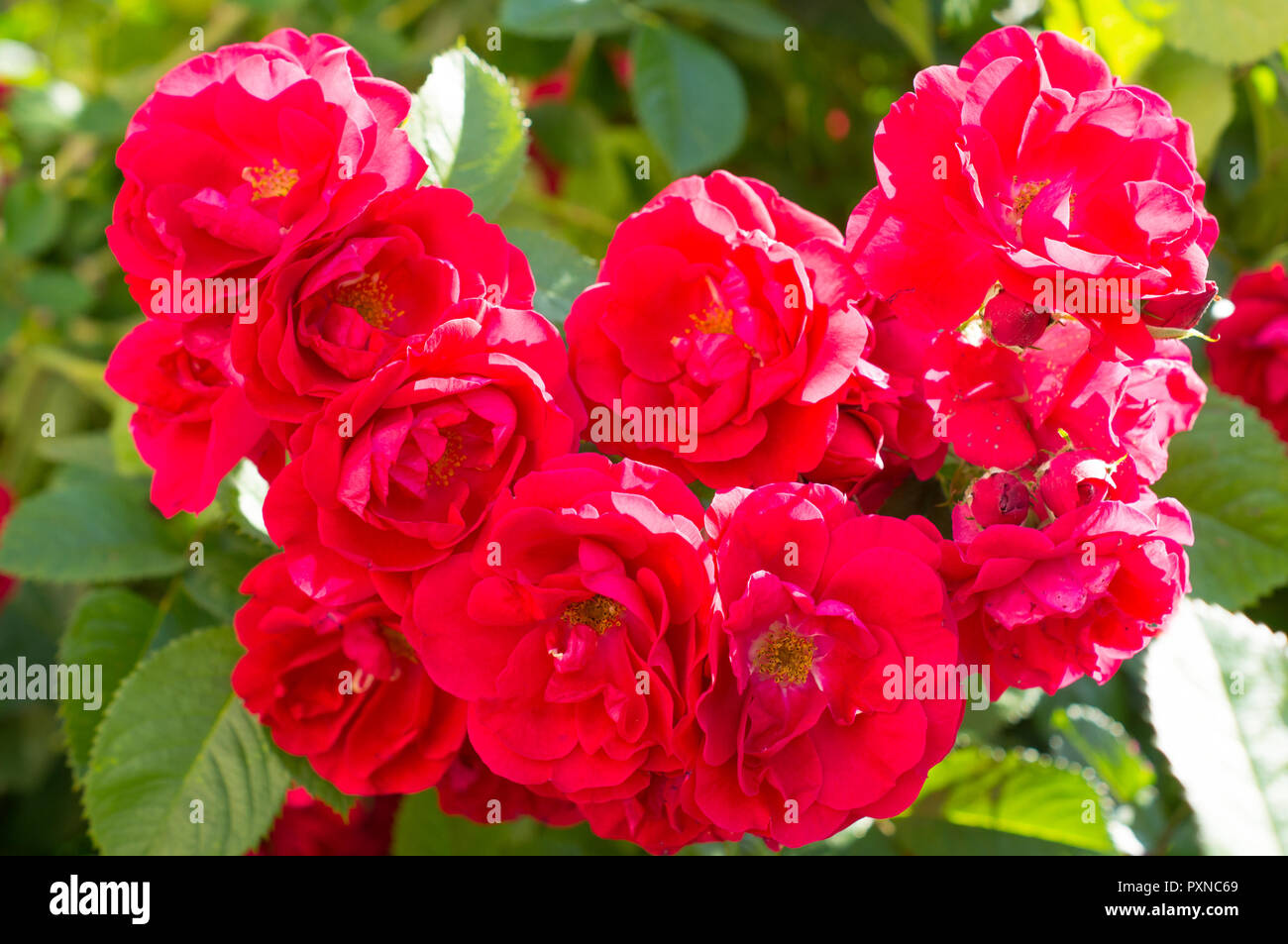 Red rose bushes with green leaves, a perfect gift for a woman for any ...