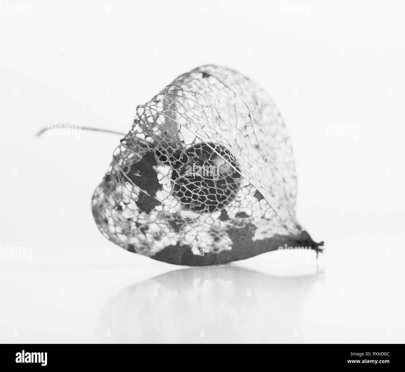 Black and white photo of Dry Lampion, Dried skeleton of physalis ...