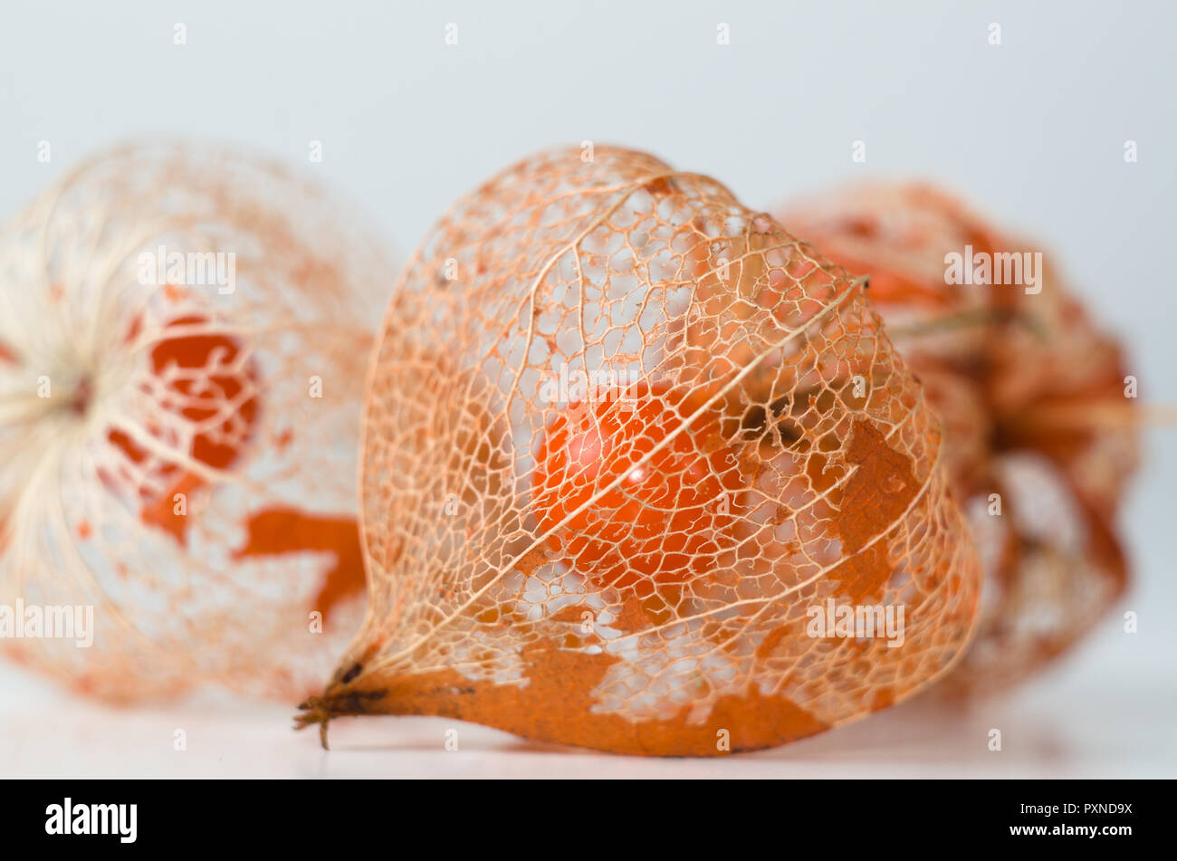 Dry Lampion, Dried skeleton of physalis against white background Stock ...