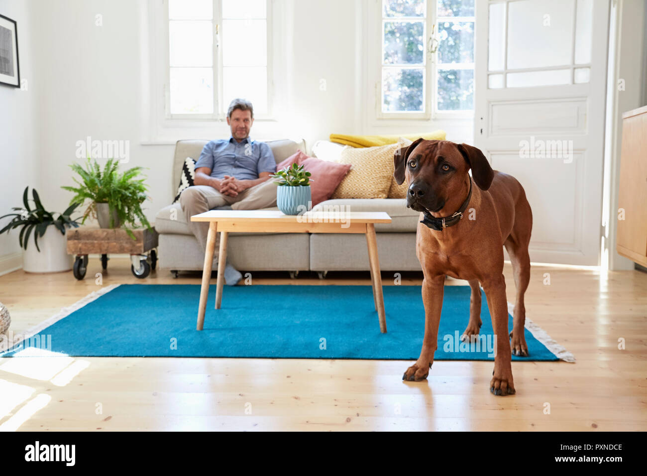 Rhodesian ridgeback standing in living room, man siting on couch in ...